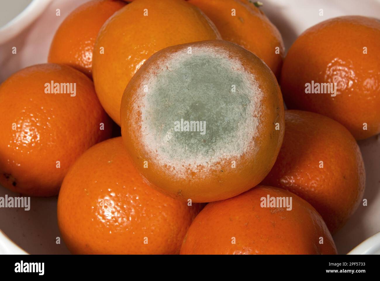 Fruit rot, Penicillium digitatum, development in supermarket net ...