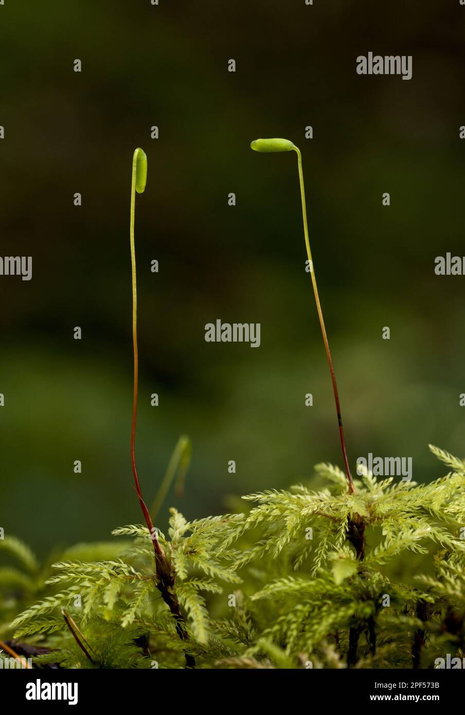Umbrella moss (Leucolepis acanthoneuron) spore capsules, growing in ...