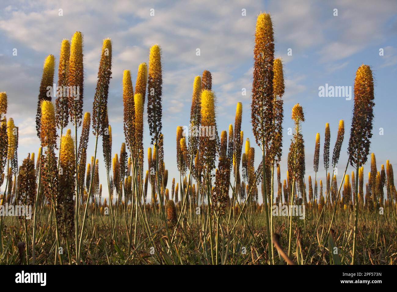 Foxtail lily (Eremurus x isabellinus) 'Cleopatra', flowering commercial ...
