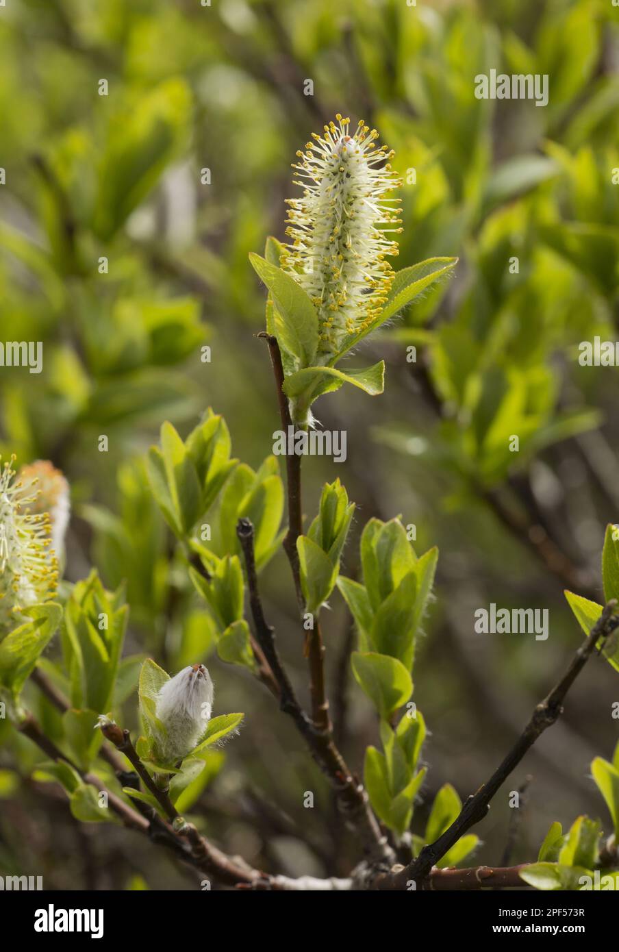 Flowering alpine willow (Salix hegetschweileri), Dolomites, Italian ...