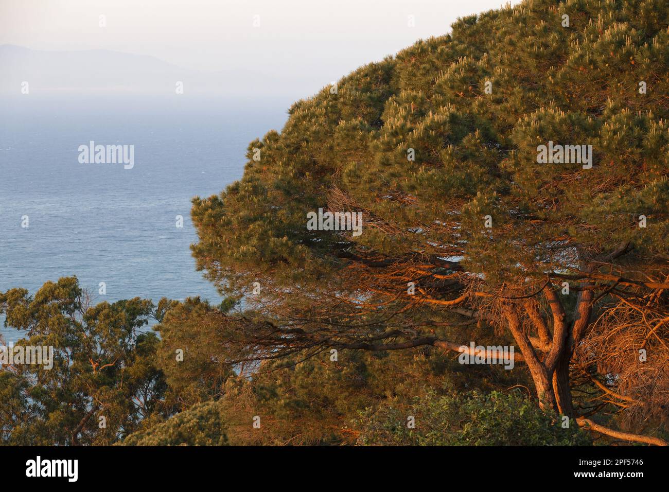Mediterranean coastal pine (Pinus sp.) forest habitat in the evening ...