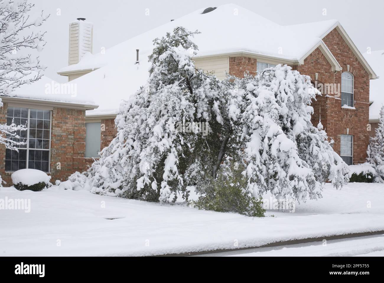 Heavy wet snowfall on magnolia breaking branches, second heaviest ...