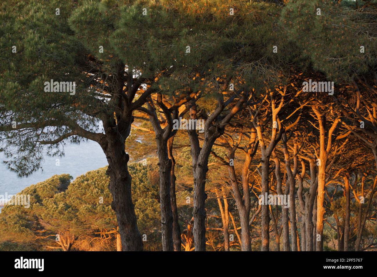 Mediterranean coastal pine (Pinus sp.) forest habitat in the evening ...