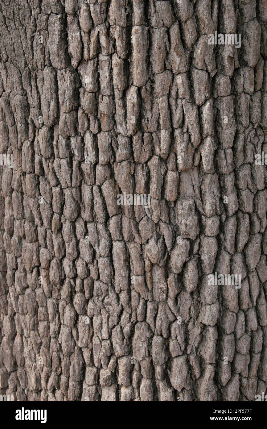 Bark of the Leadwood tree, Sabi Sands, South Africa Stock Photo - Alamy