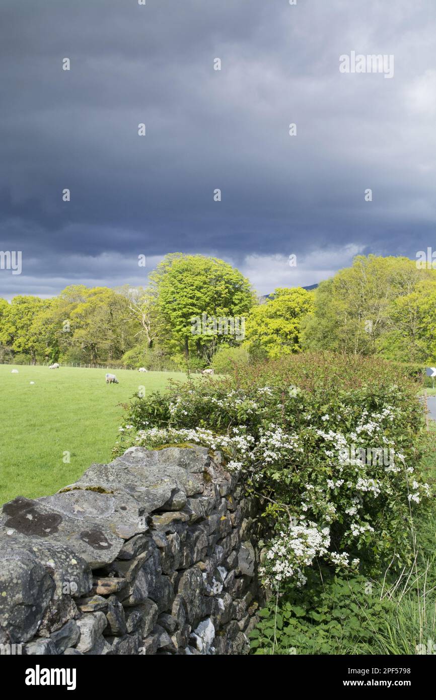 Dry stone wall and hawthorn (Crataegus sp.) flowering in hedgerows ...