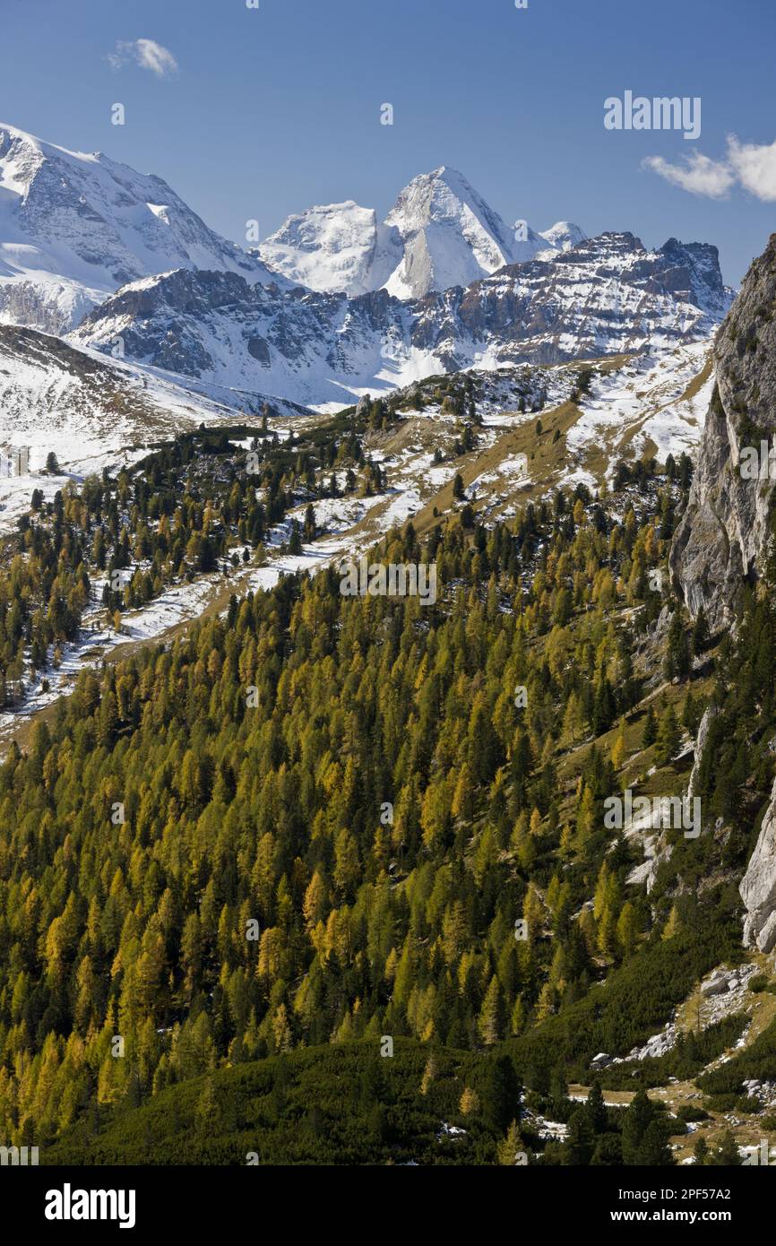European larch (Larix decidua), View across European Larch forest ...
