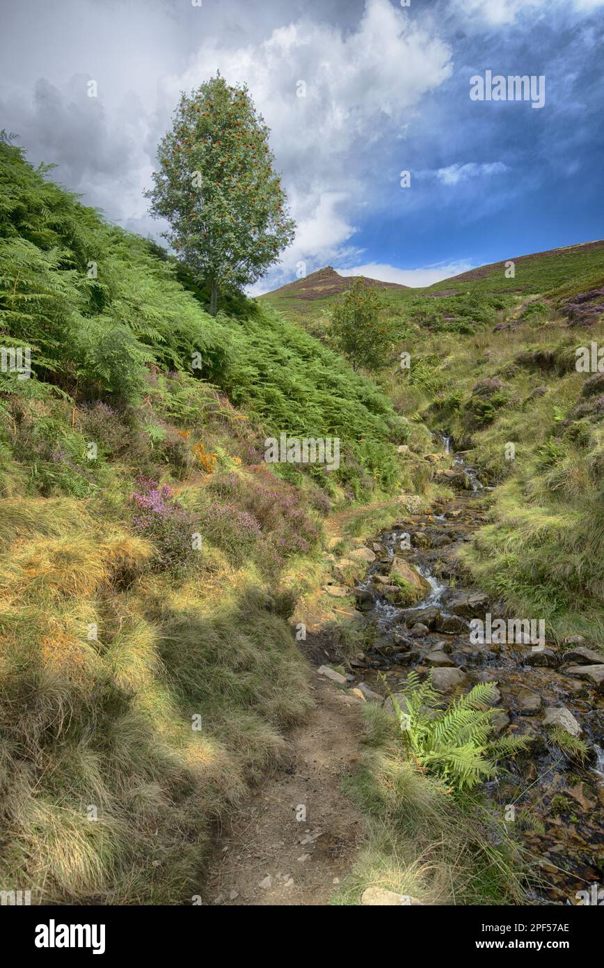 View of stream with european rowan (Sorbus aucuparia), heather and fern ...