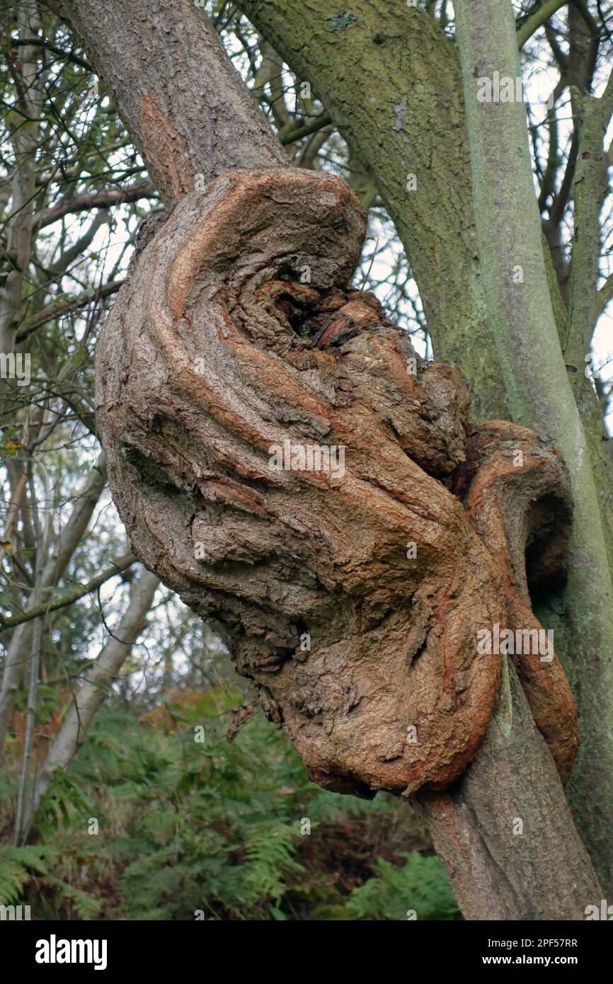 Hawthorn (Crataegus) monogyna, large canker deformity on the trunk of ...
