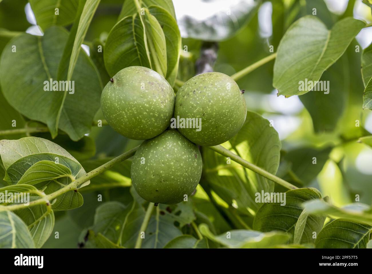 Black walnut, eastern black walnut (Juglans nigra), Walnut family ...