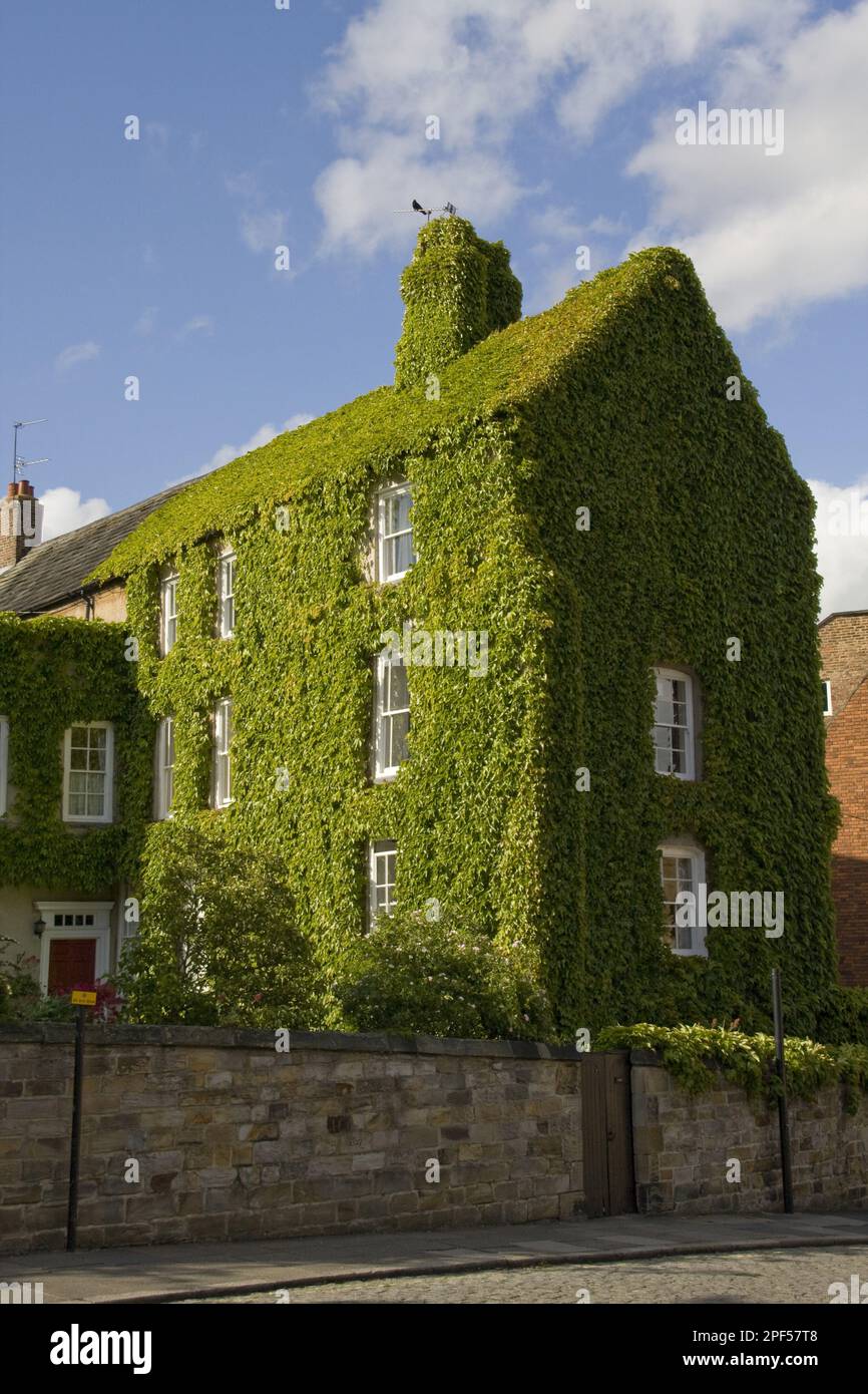Japanese creeper covering a house (Parthenocissus tricuspidata Stock ...