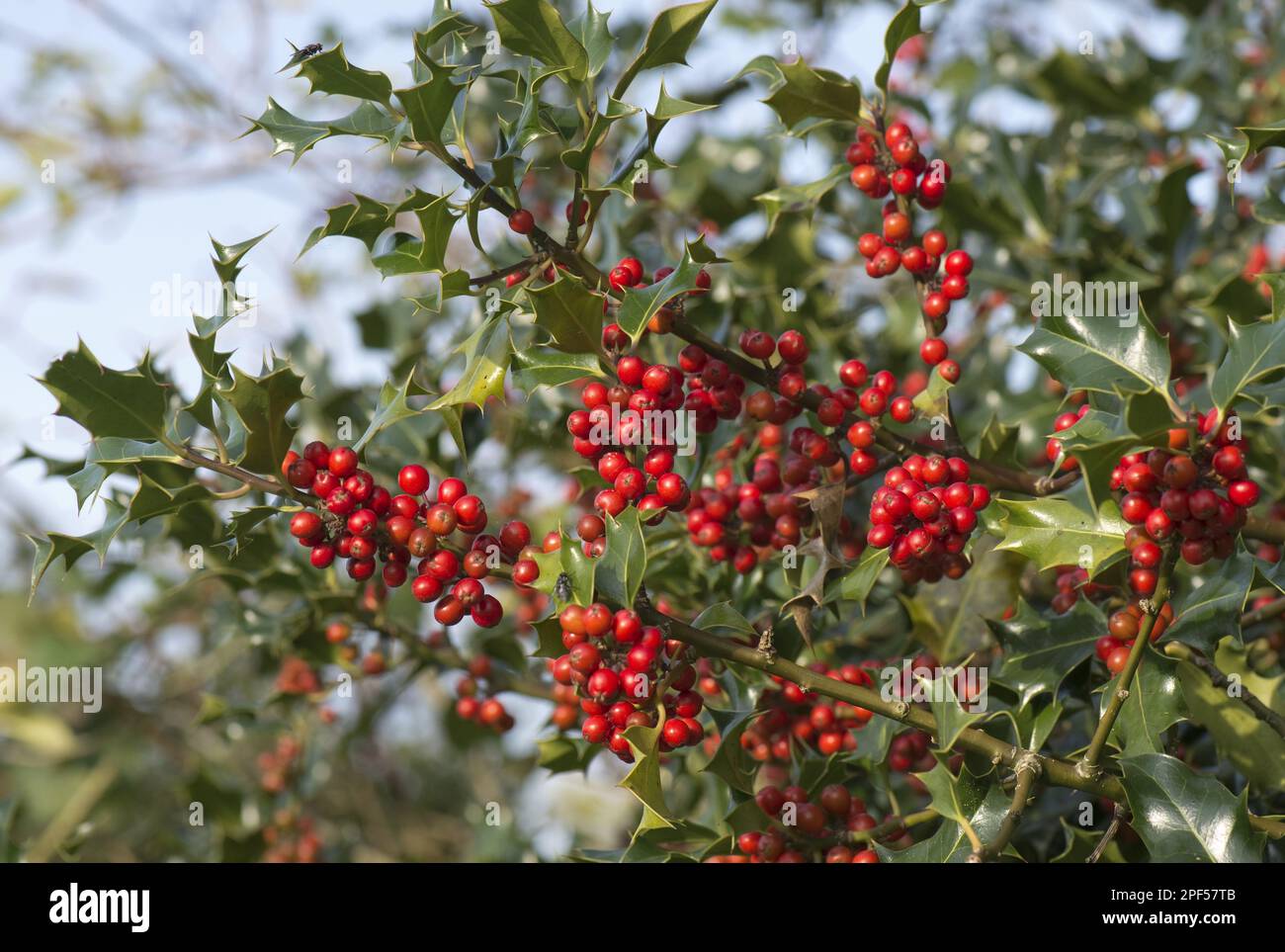 Holly common hi-res stock photography and images - Alamy