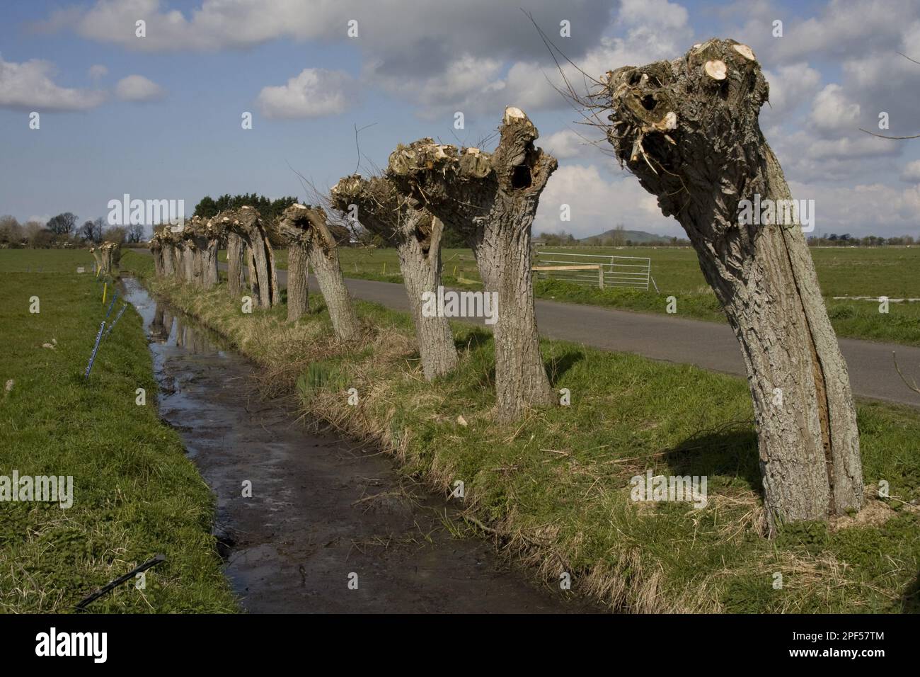 Pollarded White Willow (Salix) alba Stock Photo - Alamy