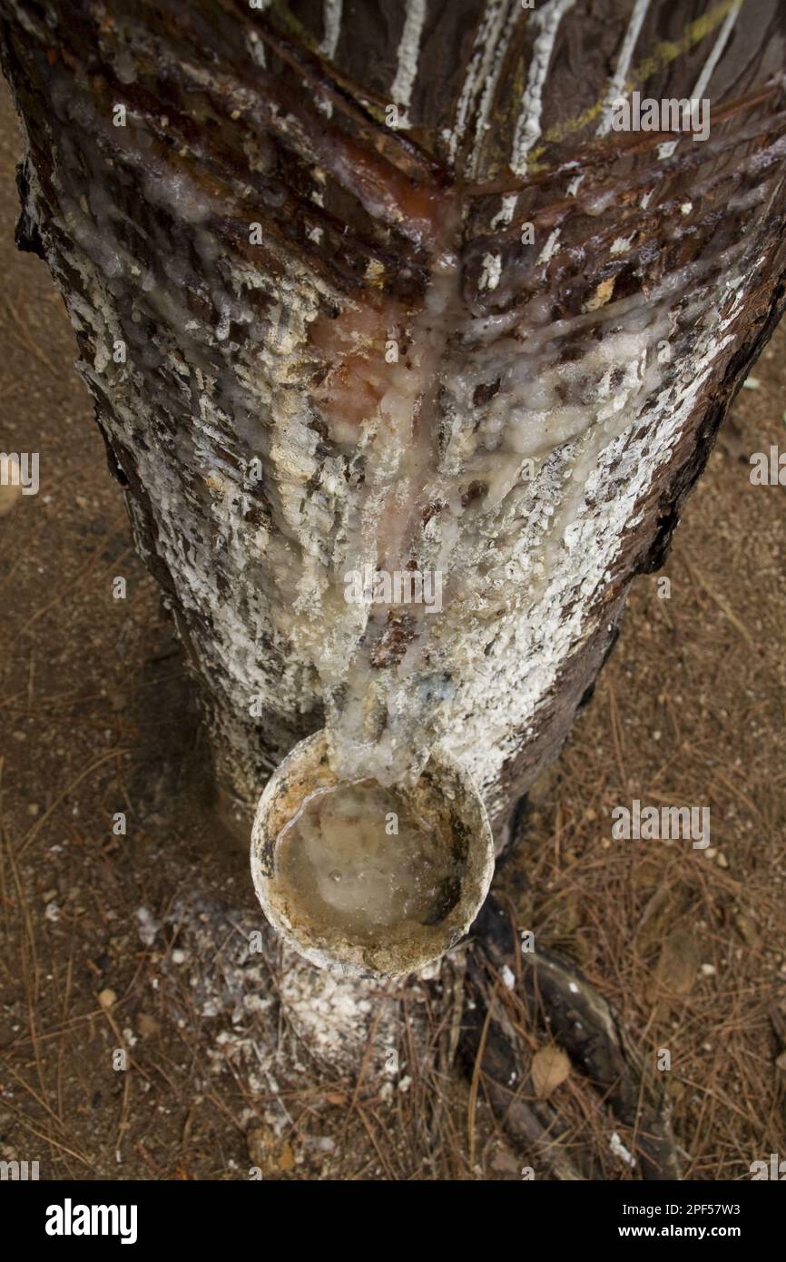 Tapping pine hi-res stock photography and images - Alamy