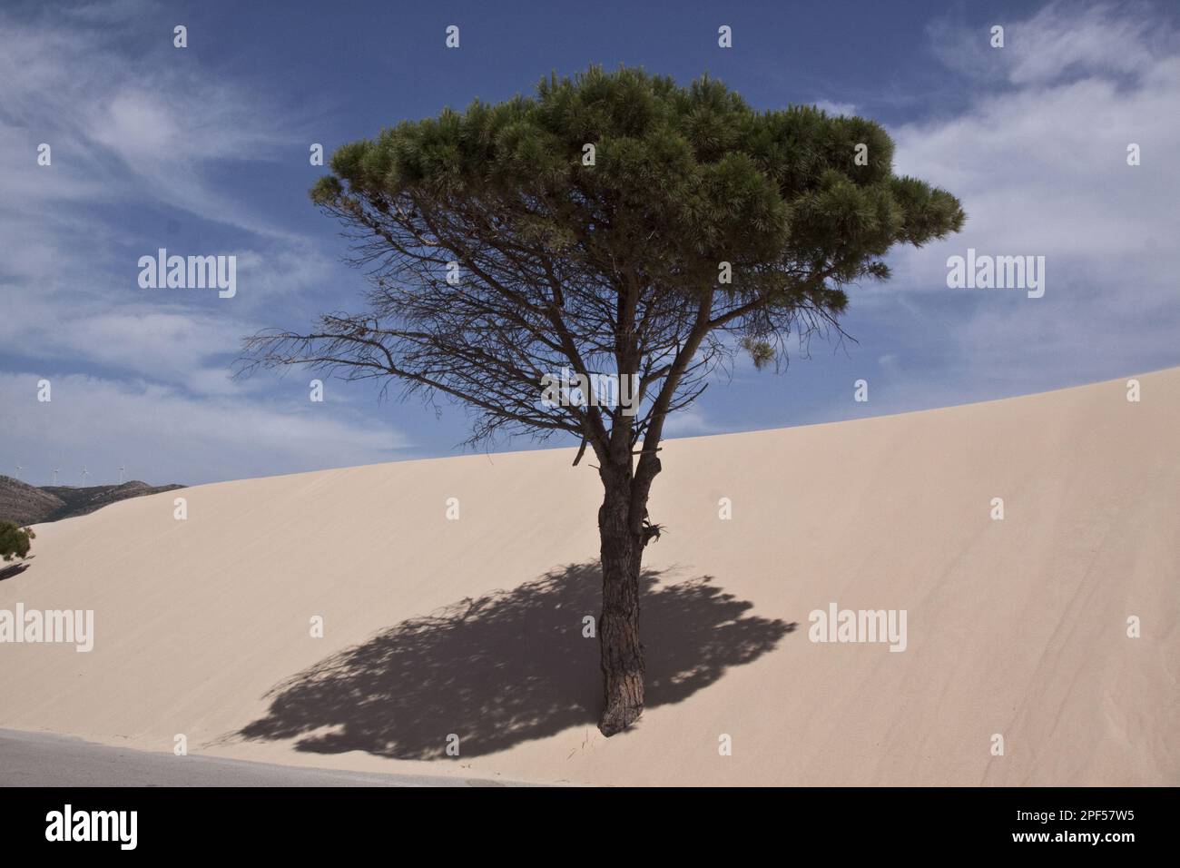 Umbrella italian stone pine tree hi-res stock photography and images ...