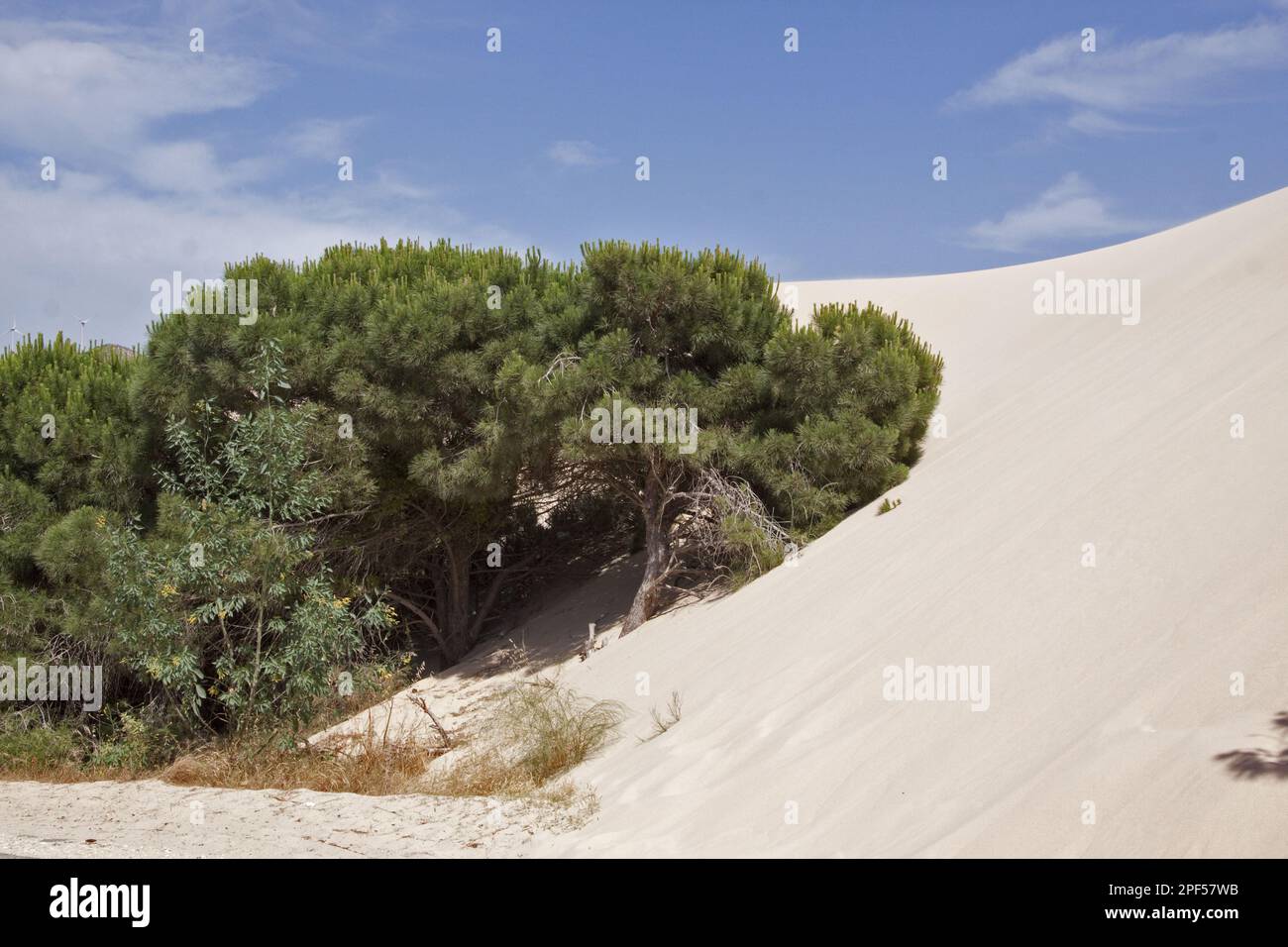 Pine, Italian Stone Pine, Mediterranean Pine, Umbrella Pine, Pine ...