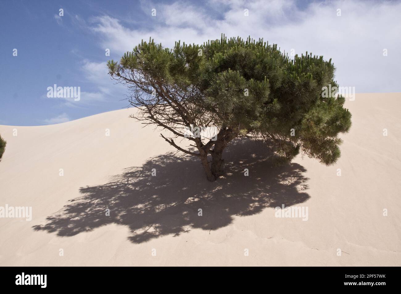 Pine, Italian Stone Pine, Mediterranean Pine, Umbrella Pine, Pine ...