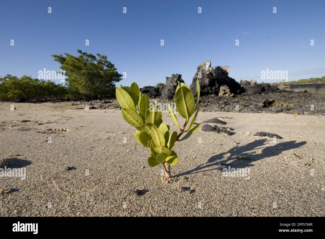 Young red mangrove growing on the beach, Galapagos Stock Photo - Alamy