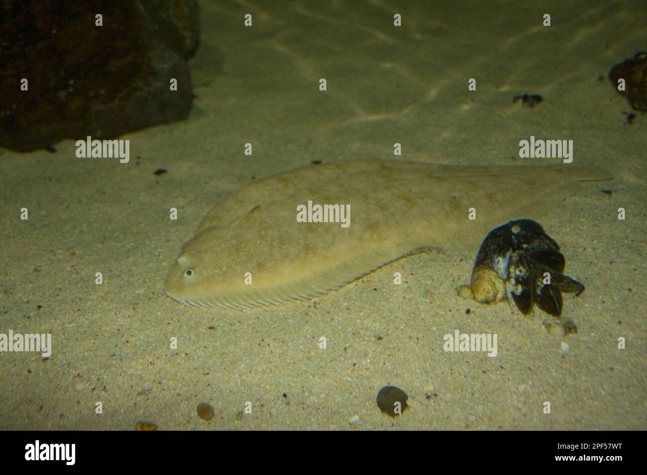 Sole animal hi-res stock photography and images - Alamy