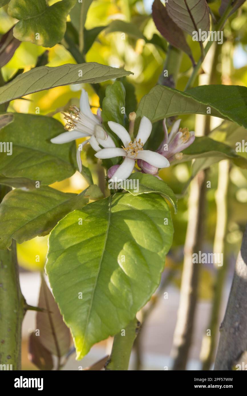 Flower and leaf of the Lemon (Citrus limon Stock Photo - Alamy