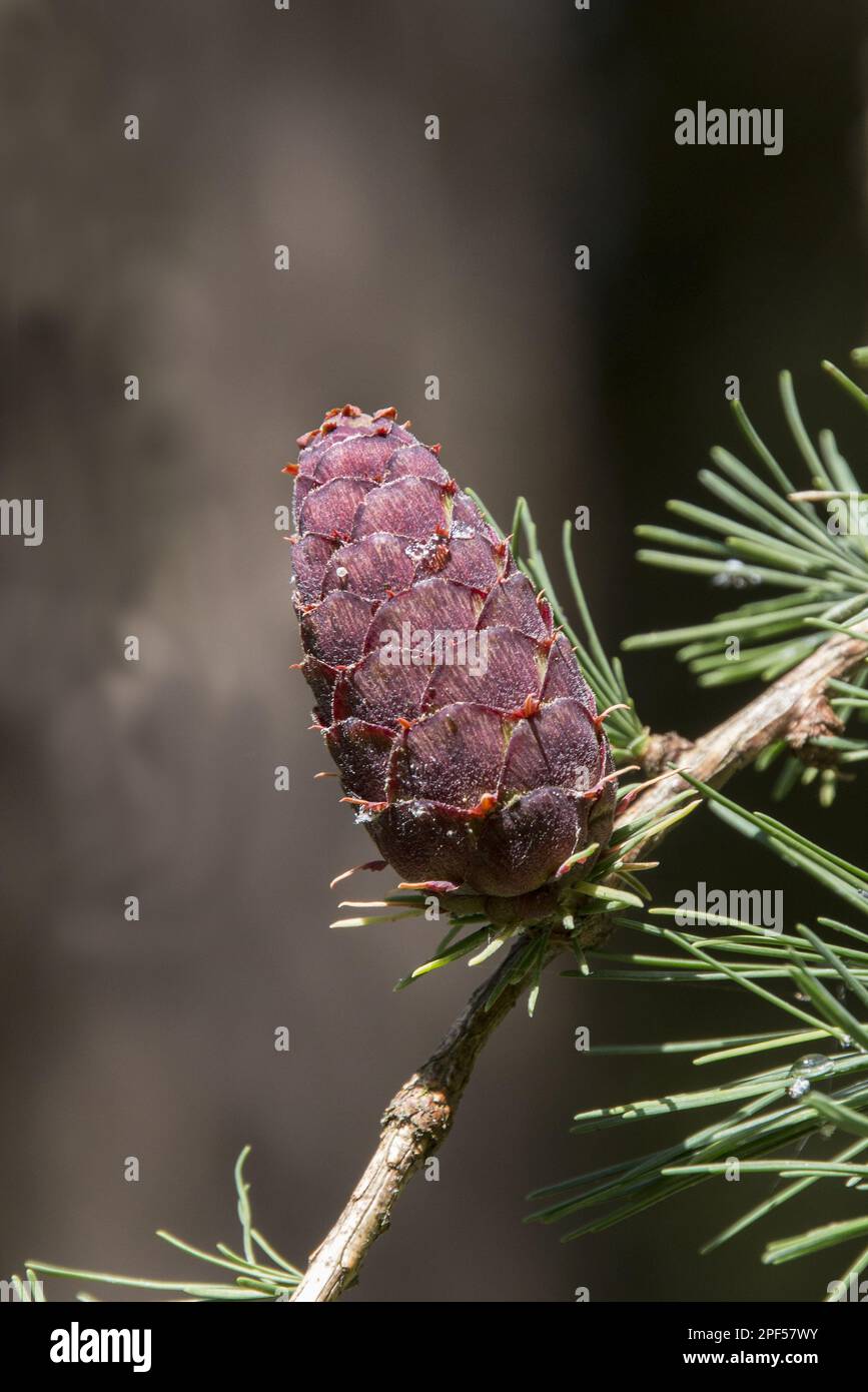 European larch, pine family, Common larch with young cone Stock Photo ...