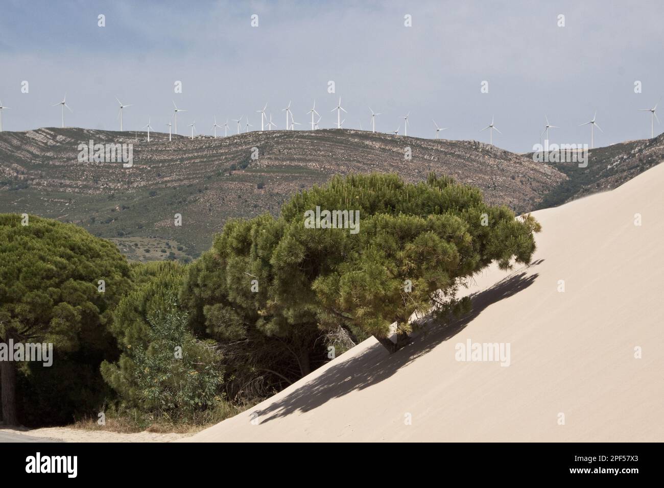 Pine, Italian stone pine, Mediterranean pine, umbrella pine, Stone pine trees are engulfed by ...