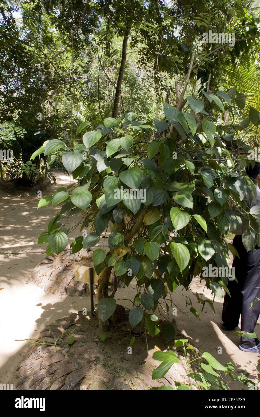 Pepper (Piper nigrum) corn vine Stock Photo - Alamy