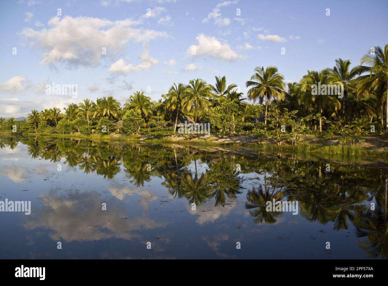 Coconut plantation near Fort Dauphin, Madagascar Stock Photo - Alamy
