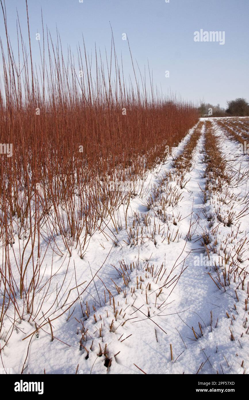 Cut and uncut willow grown for fencing and basket weaving with snow ...