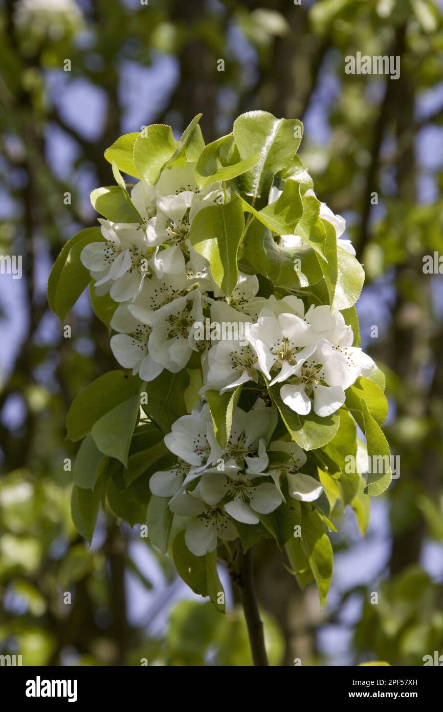Culture pear pyrus communis hi-res stock photography and images - Alamy