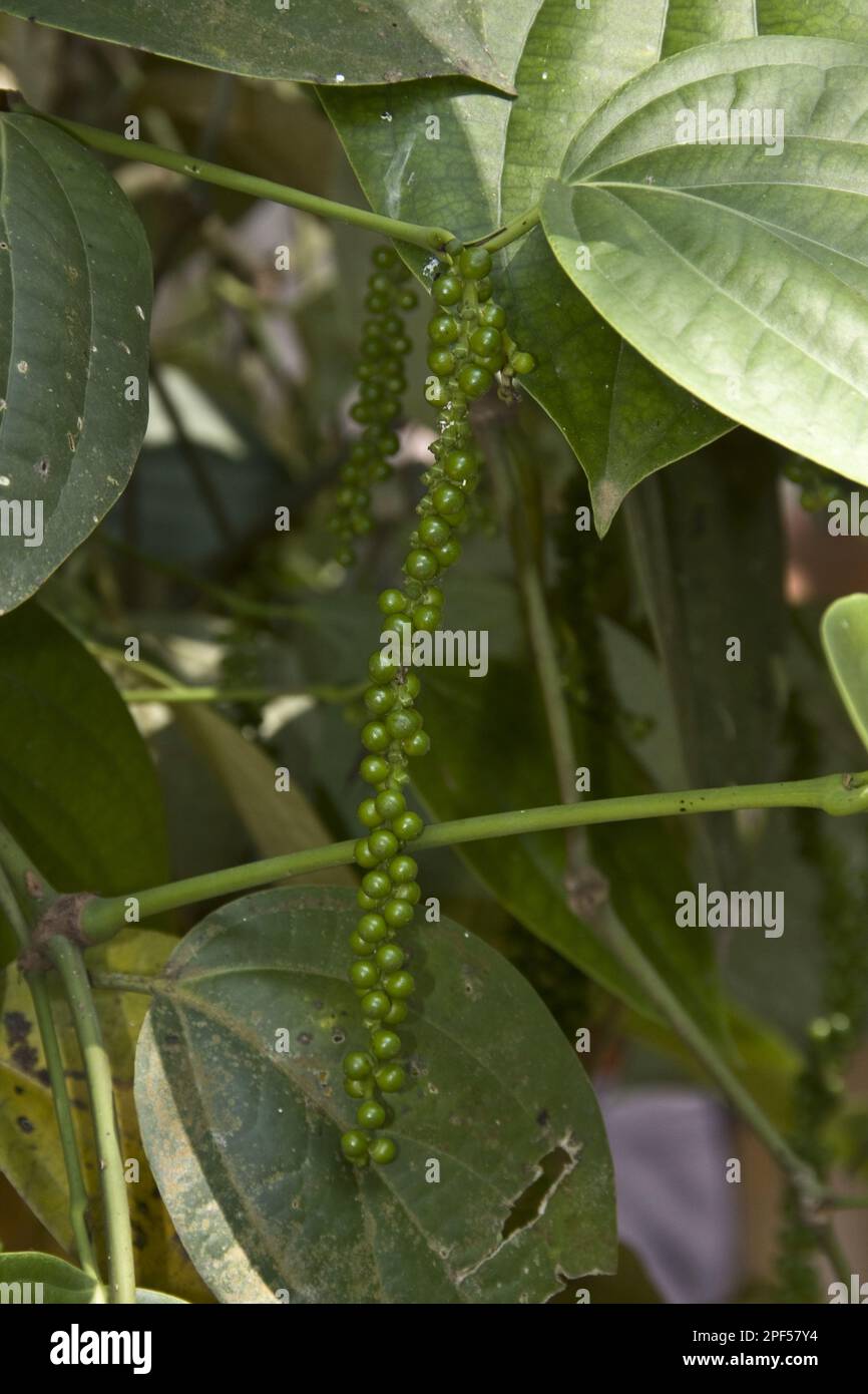 Black pepper is obtained by picking the green, unripe berries from the ...