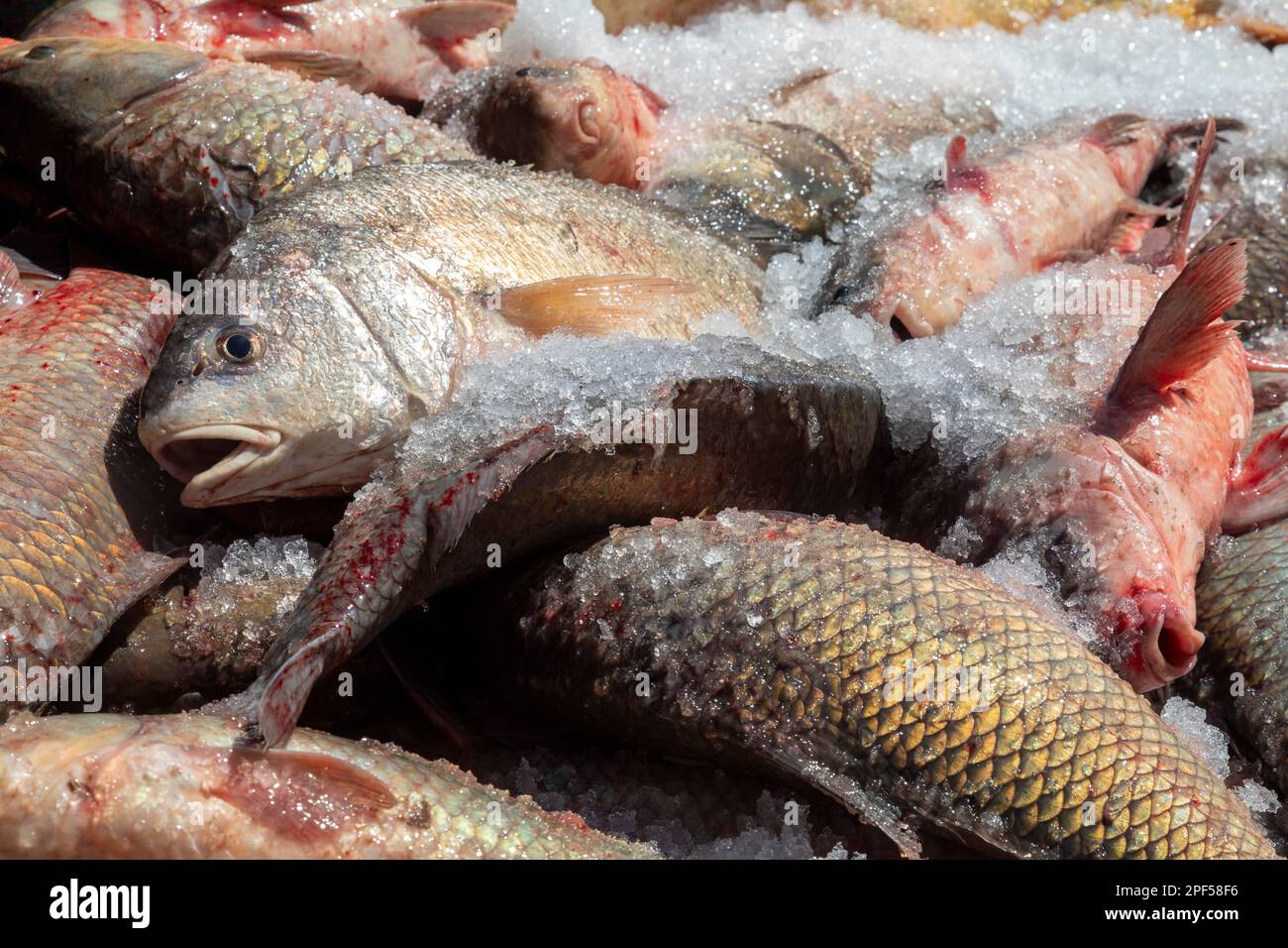 Asian carp hi-res stock photography and images - Alamy