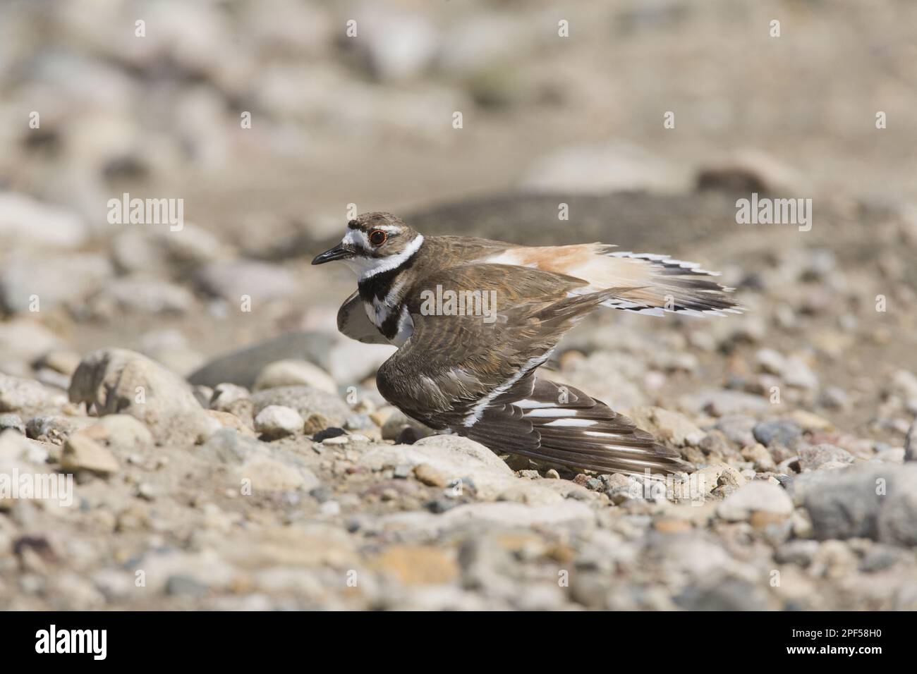 Killdeer (Charadrius vociferus) adult, performing 'broken wing ...