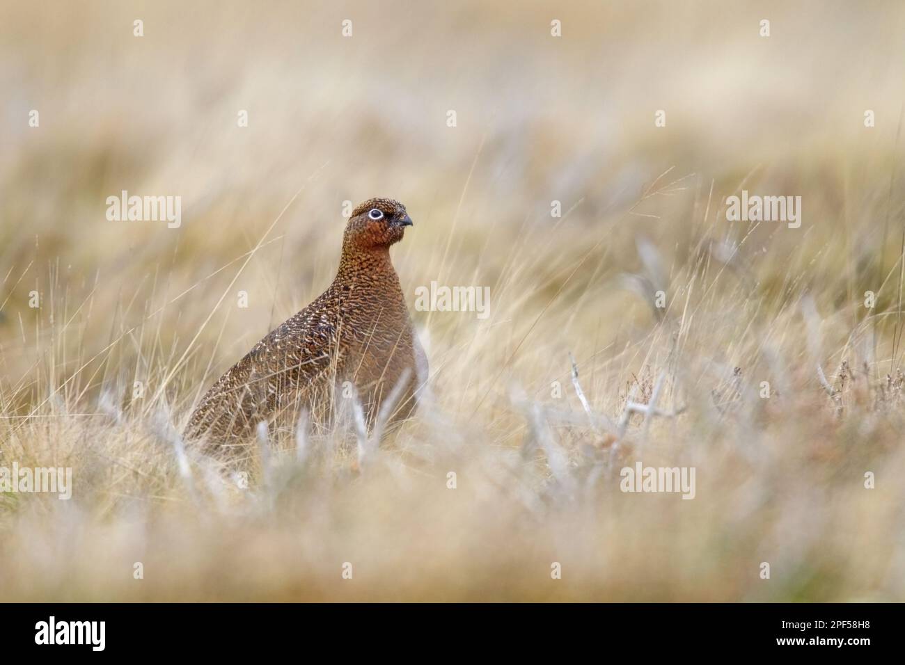 Scottish Grouse, red grouses (Lagopus lagopus scoticus), Ptarmigan ...