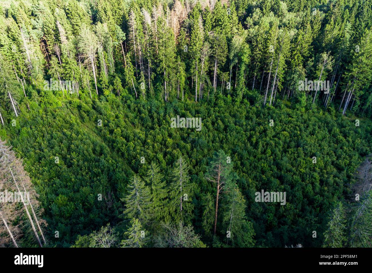 Forest clearance overgrown with young trees from the air Stock Photo ...