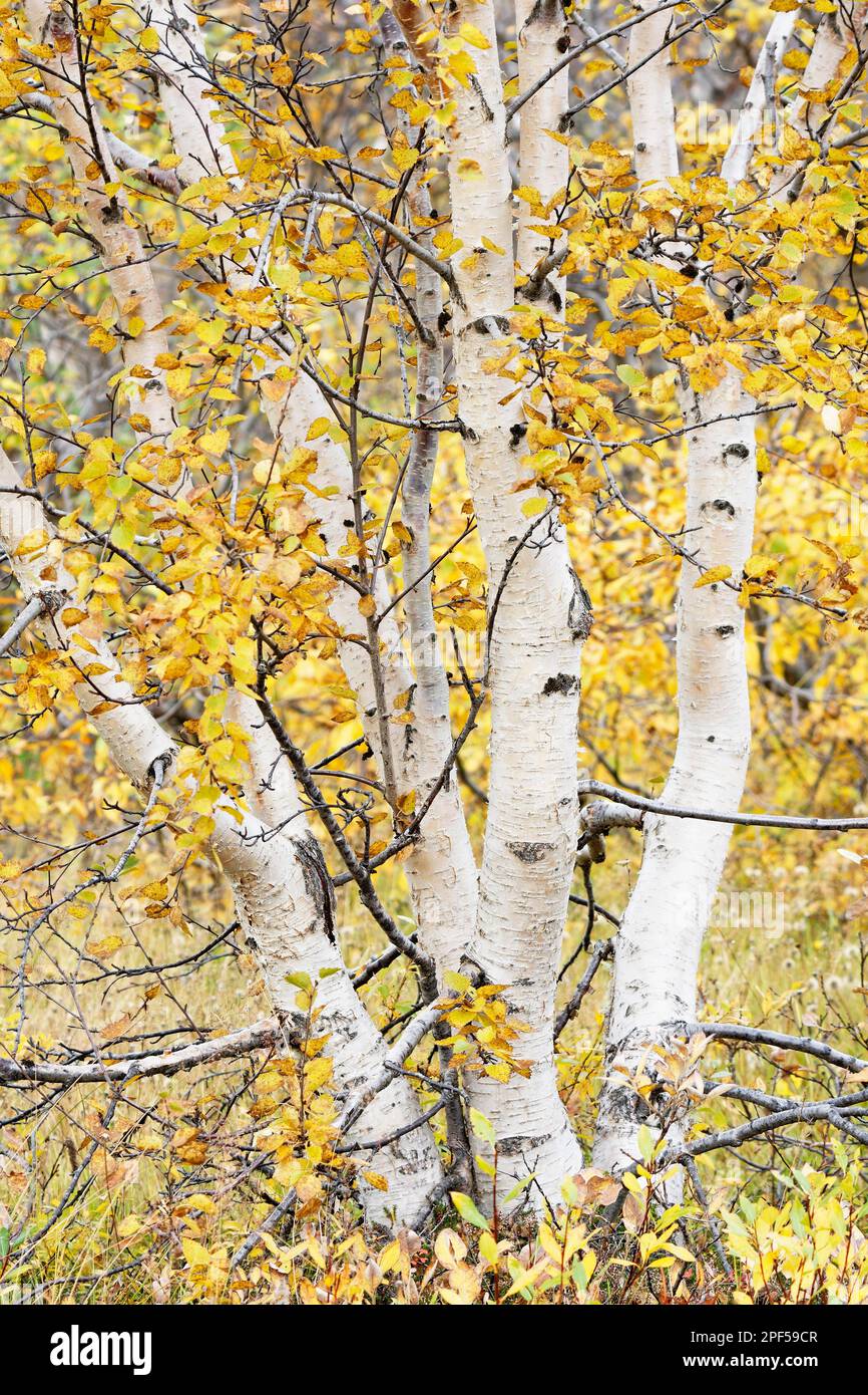 Arctic dwarf birch (Betula humilis), Vaglaskogur, North Iceland ...