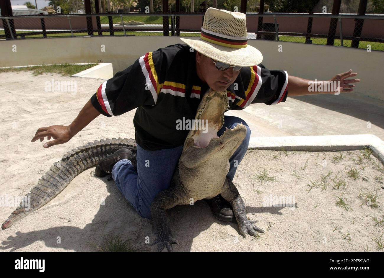 Michael Franks wrestles an alligator during a show at the Miccosukee ...