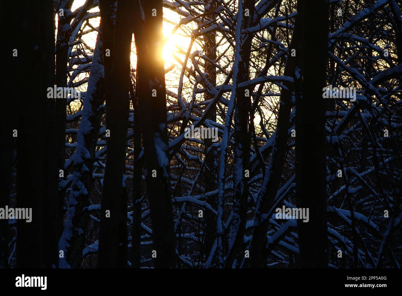 View of the sun breaking through the trees in a dark snowy forest Stock ...
