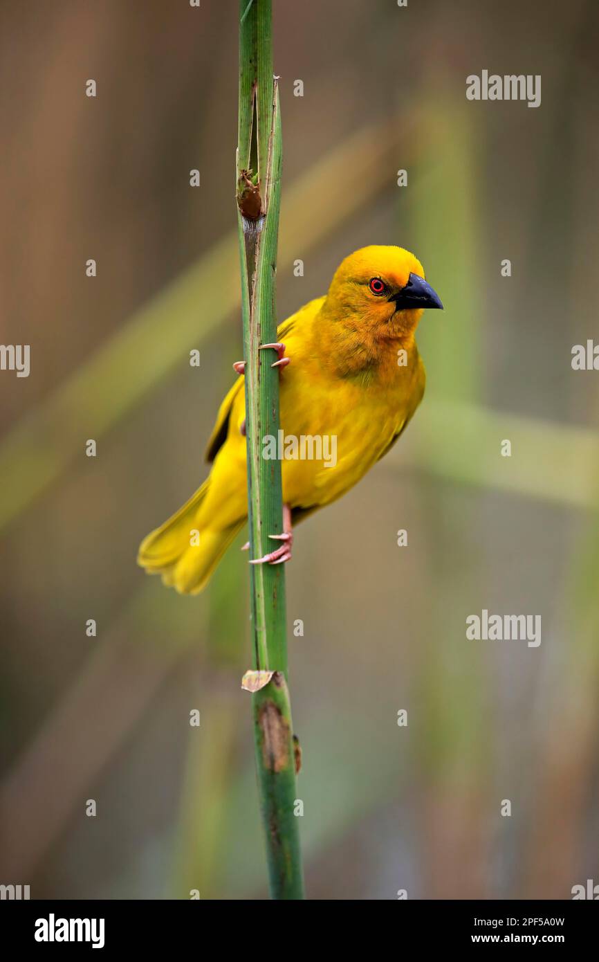 Yellow-bellied weaver, adult male, Saint Lucia Estuary, Isimangaliso ...