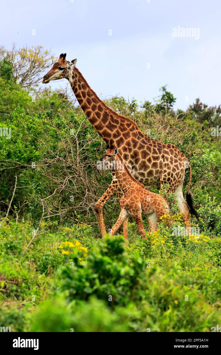 Southern giraffe (Giraffa camelopardalis giraffa), adult female with ...