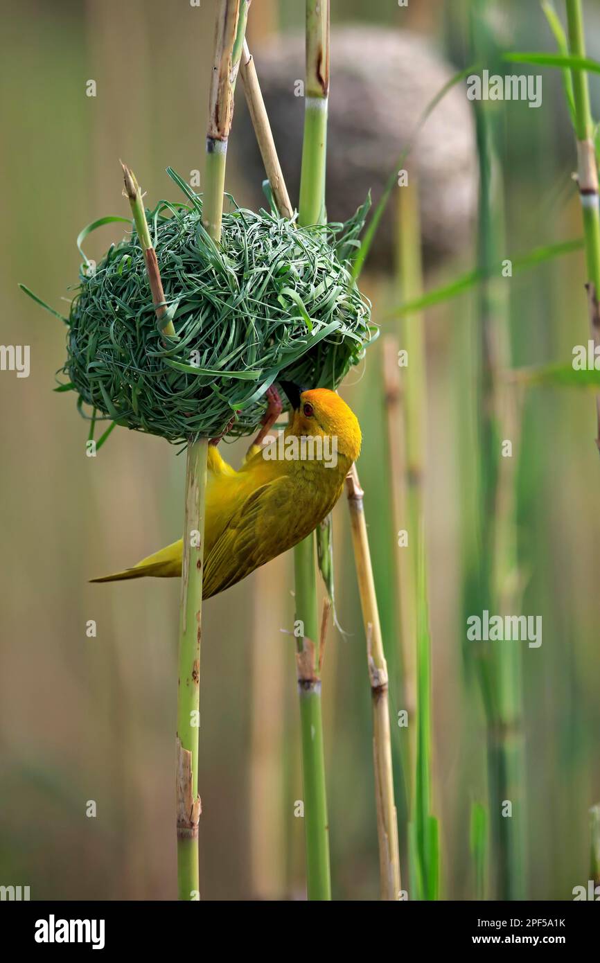 Yellow-bellied weaver, adult male at nest, Saint Lucia Estuary ...