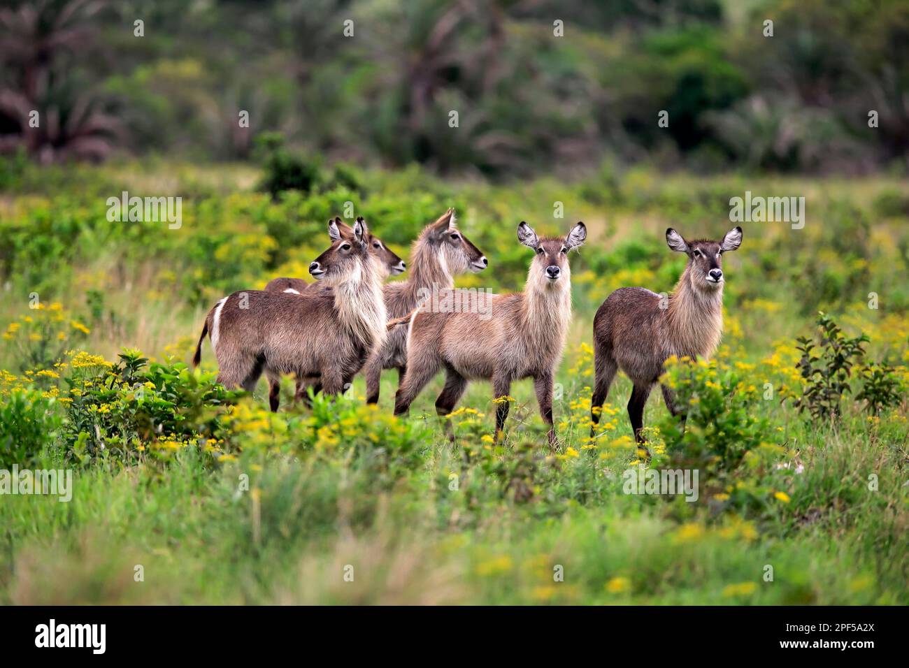 Common ellipsen waterbuck (Kobus ellipsiprymnus), group of adult ...