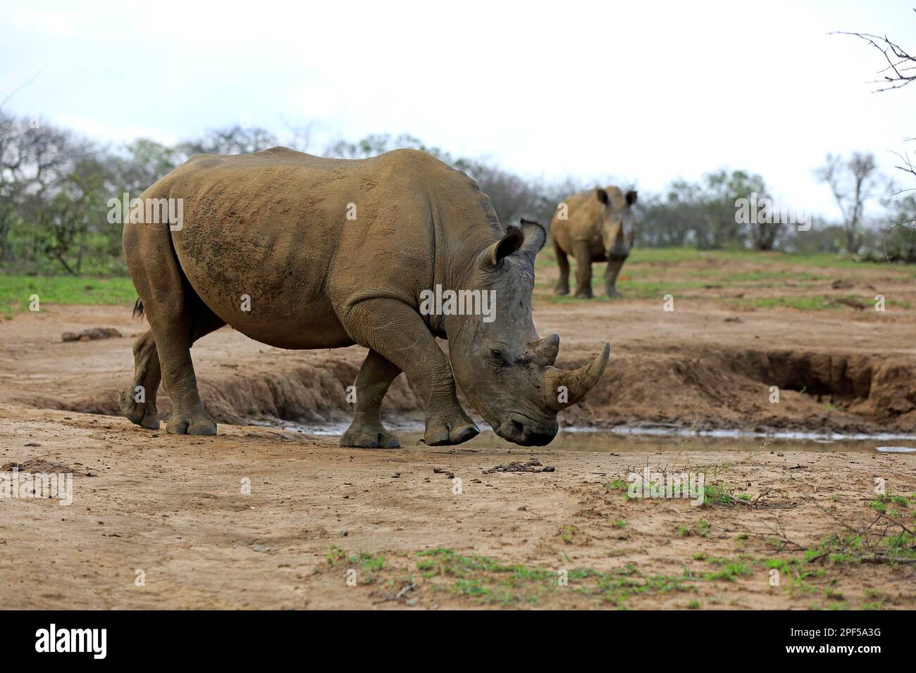 White rhinoceros (Ceratotherium simum), at the waterhole, Hluhluwe ...