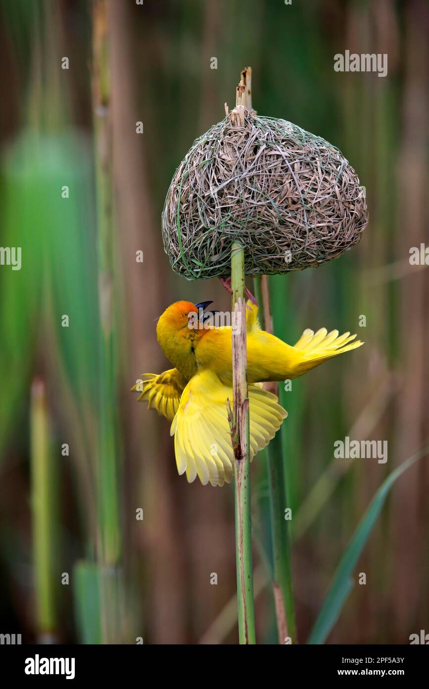 Yellow-bellied weaver, adult male at nest, Saint Lucia Estuary ...