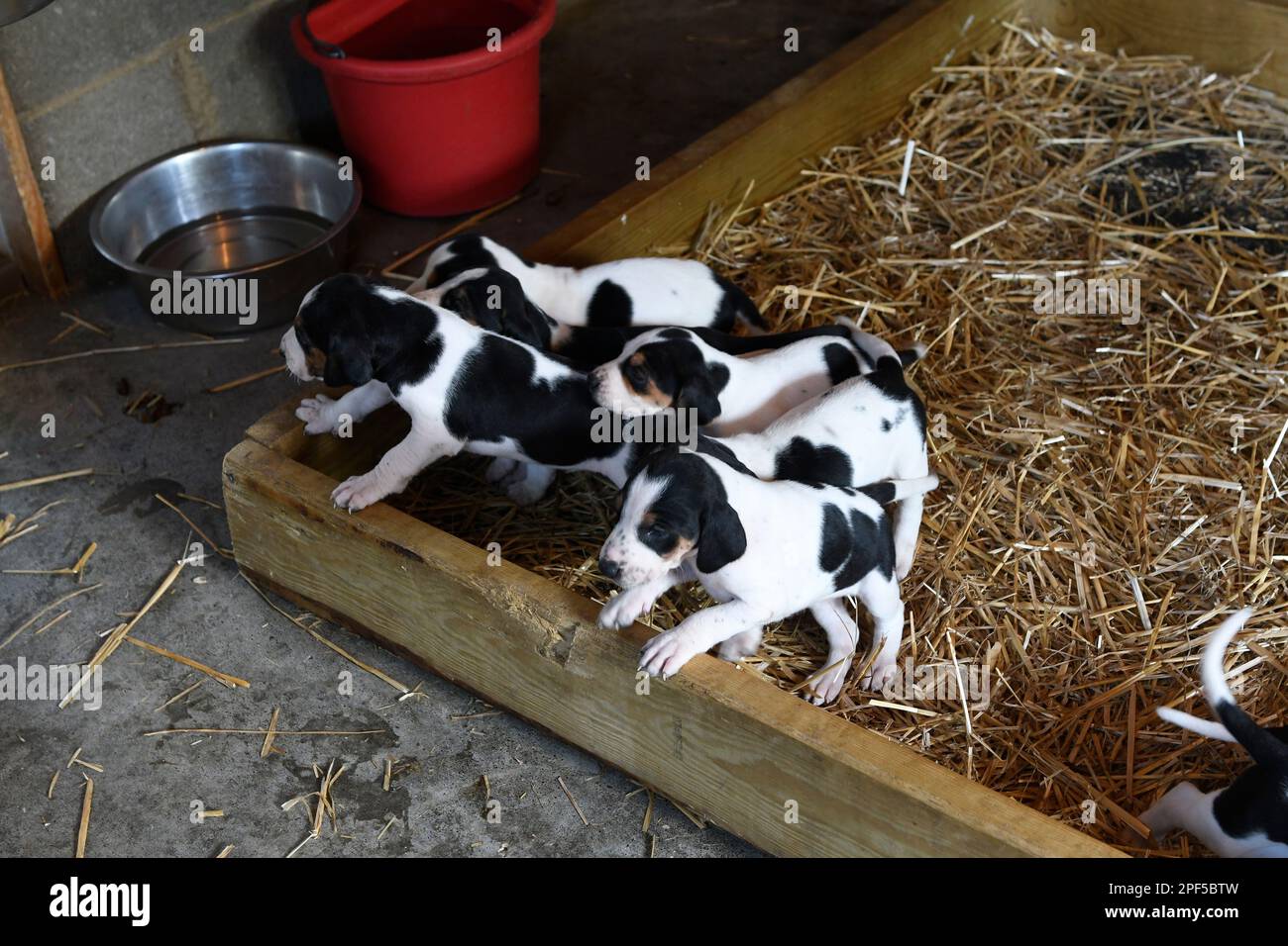 Five week old puppies hi-res stock photography and images - Alamy