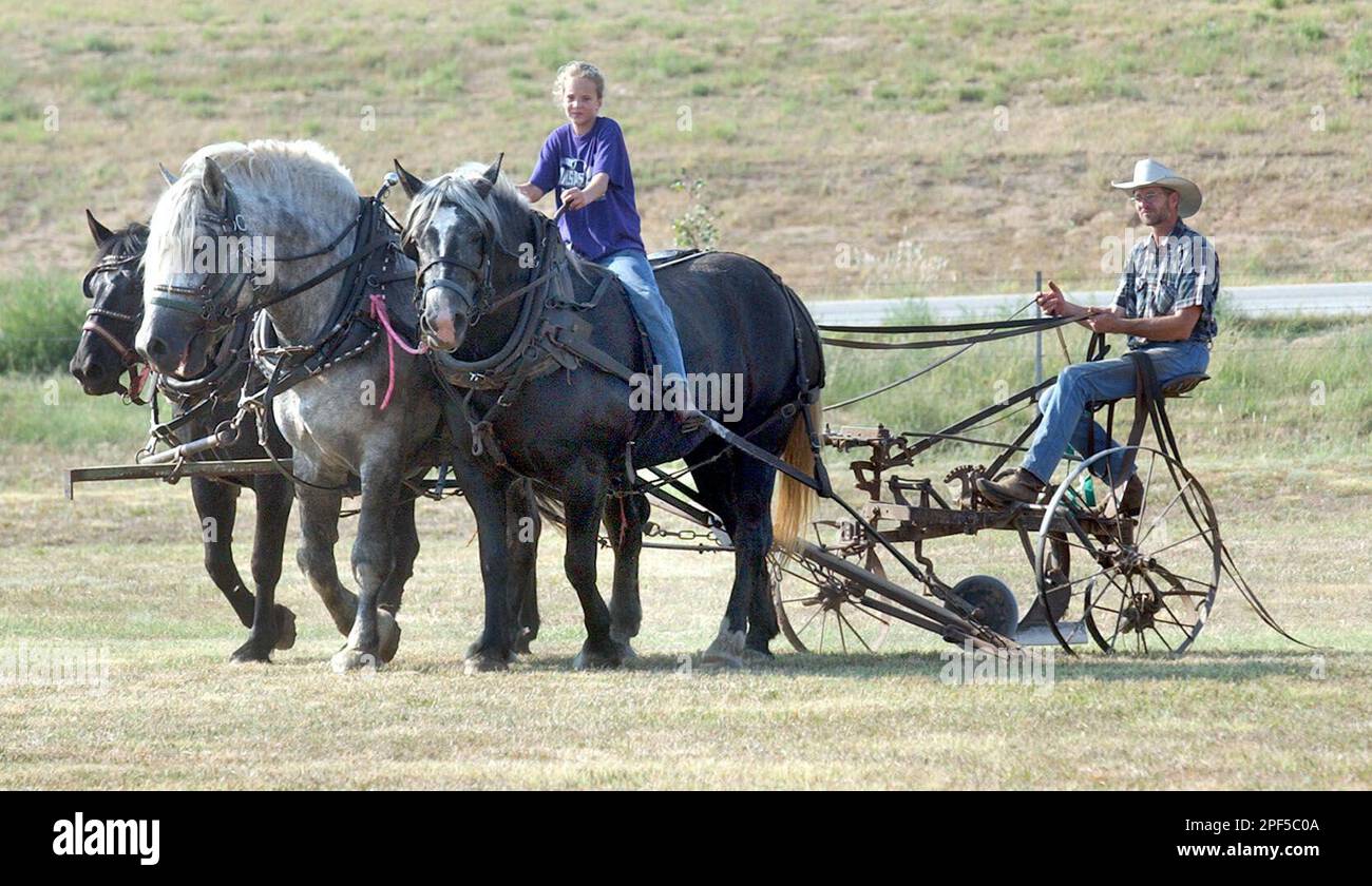 Brad Wilt, right, directs his Percheron draft horses as his daughter ...