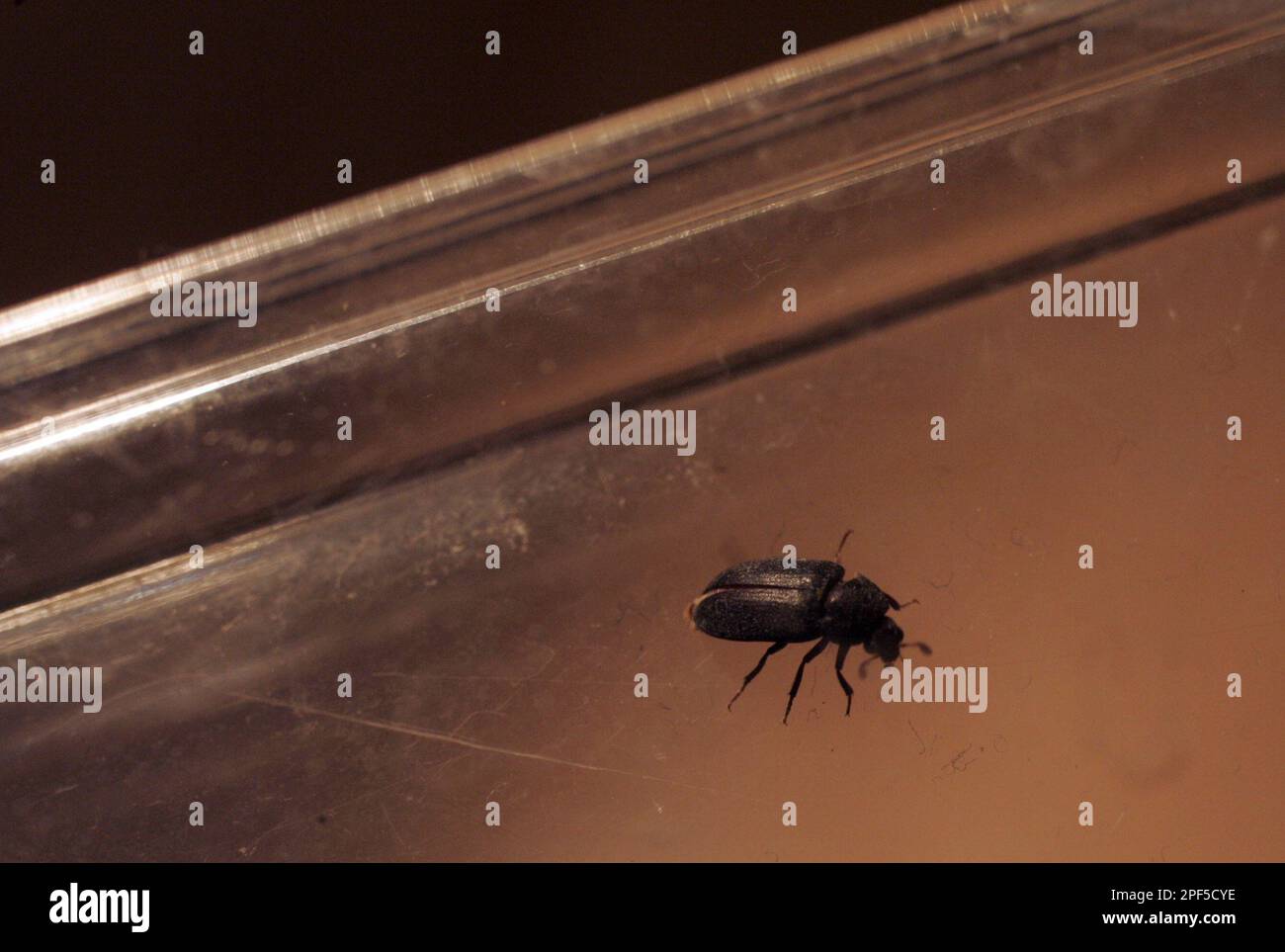 ants 038 LS .jpg Dermestes ater. The beetle whose larvae infested the ...