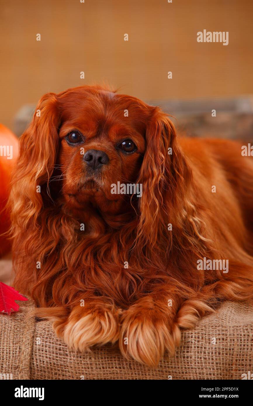 Cavalier King Charles Spaniel, ruby, 9 years old Stock Photo - Alamy