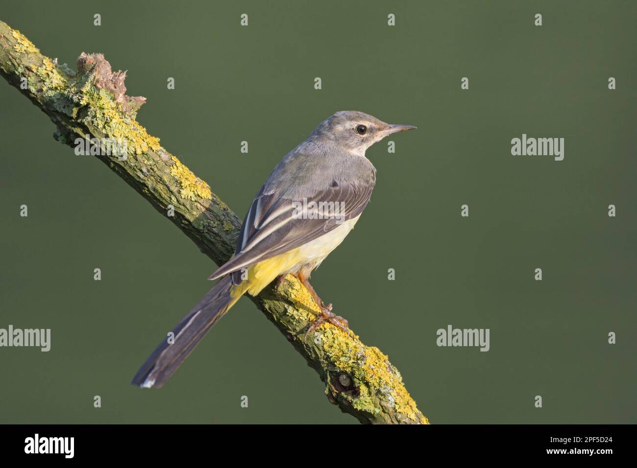 Mountain Wagtail, Meissner-Kaufunger Forest nature park Park, Frau ...