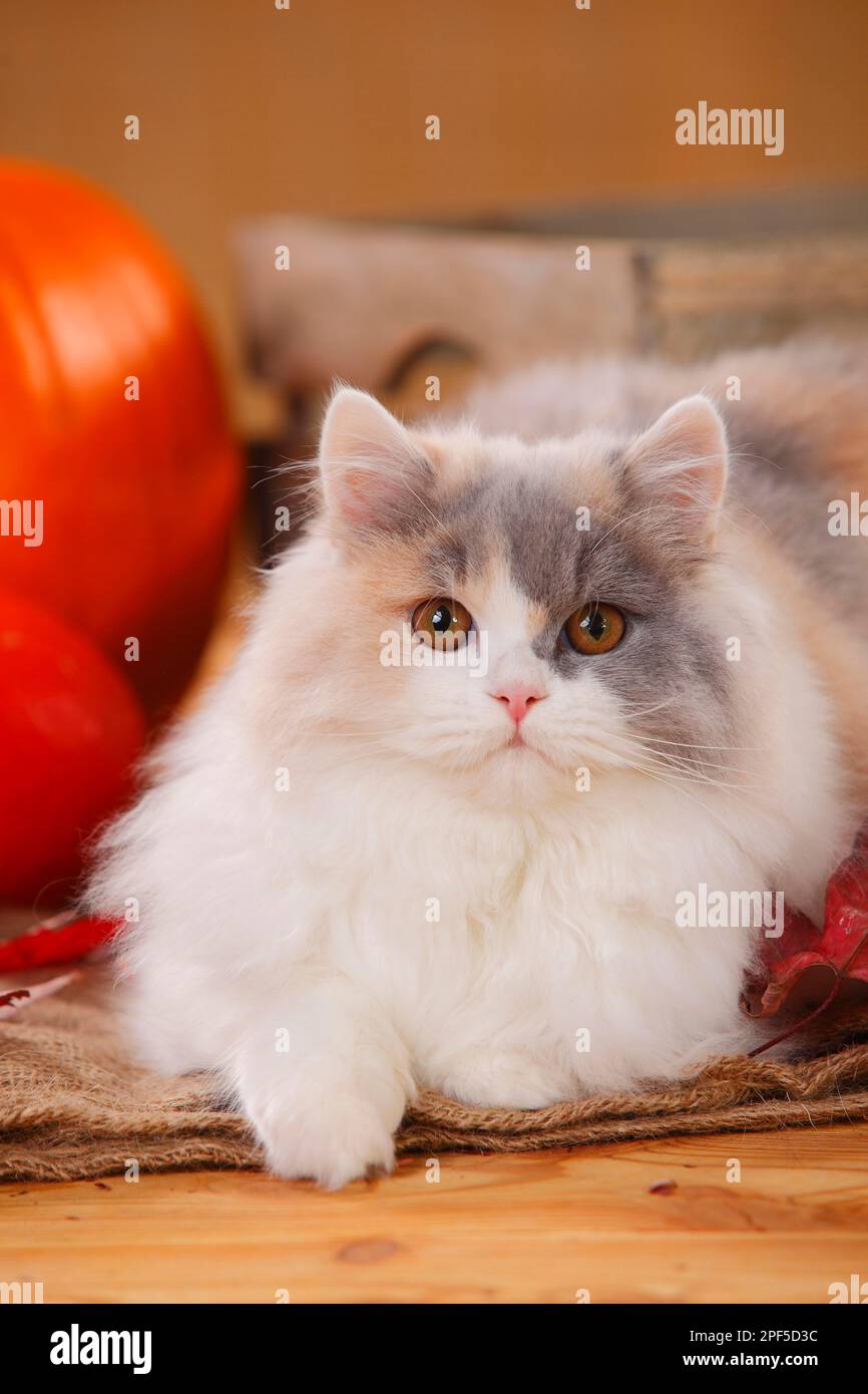 British Longhair, blue-tortie-white Stock Photo - Alamy