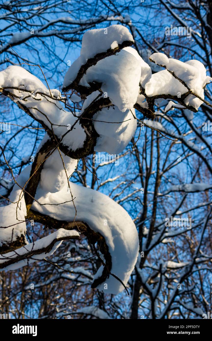 A large layer of fallen snow on the branches of trees in the forest ...